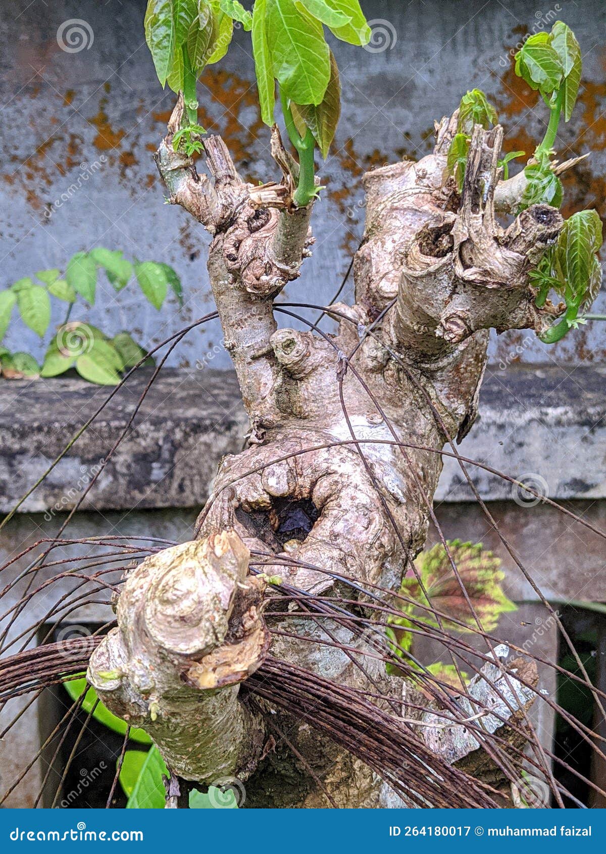 A Cassava Tree Trunk Entwined with Wire Stock Image - Image of trunk ...