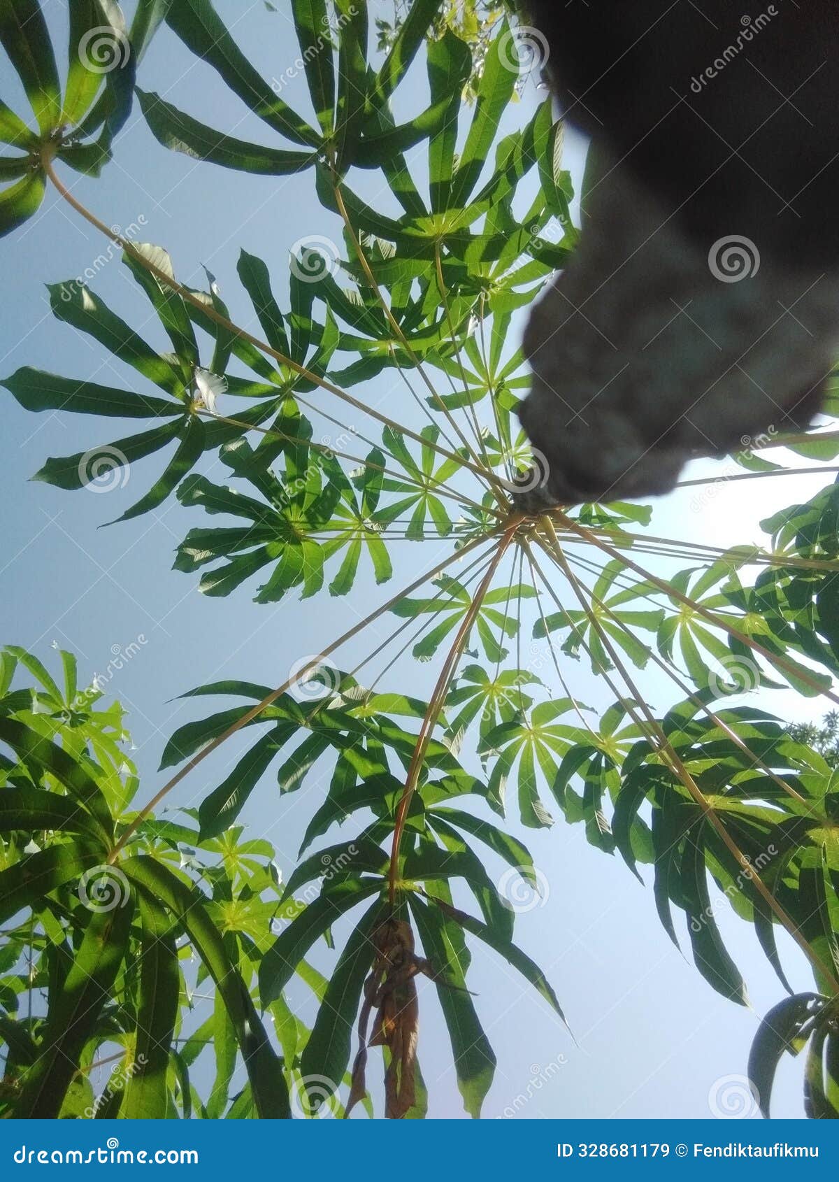Cassava Tree with Unique Branches Stock Image - Image of cassava ...