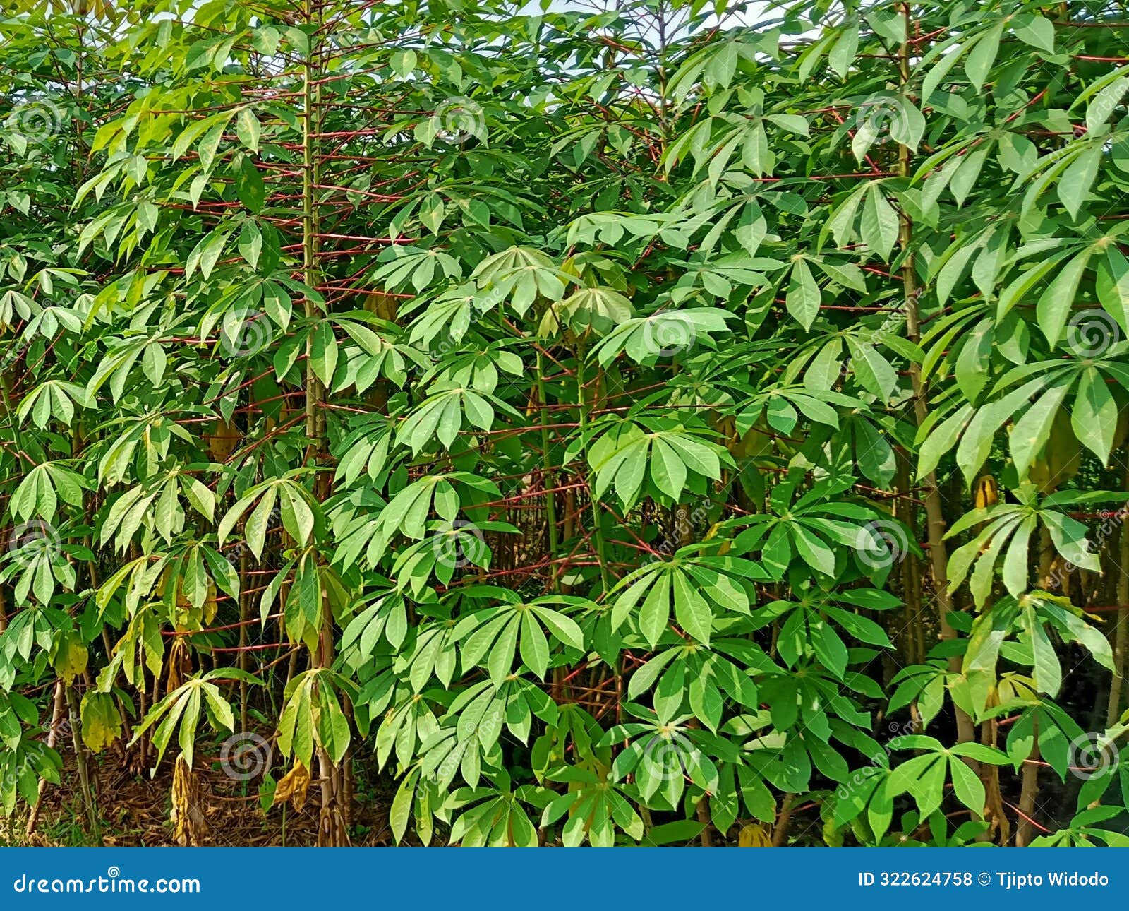Cassava Trees 01 stock photo. Image of garden, trees - 322624758