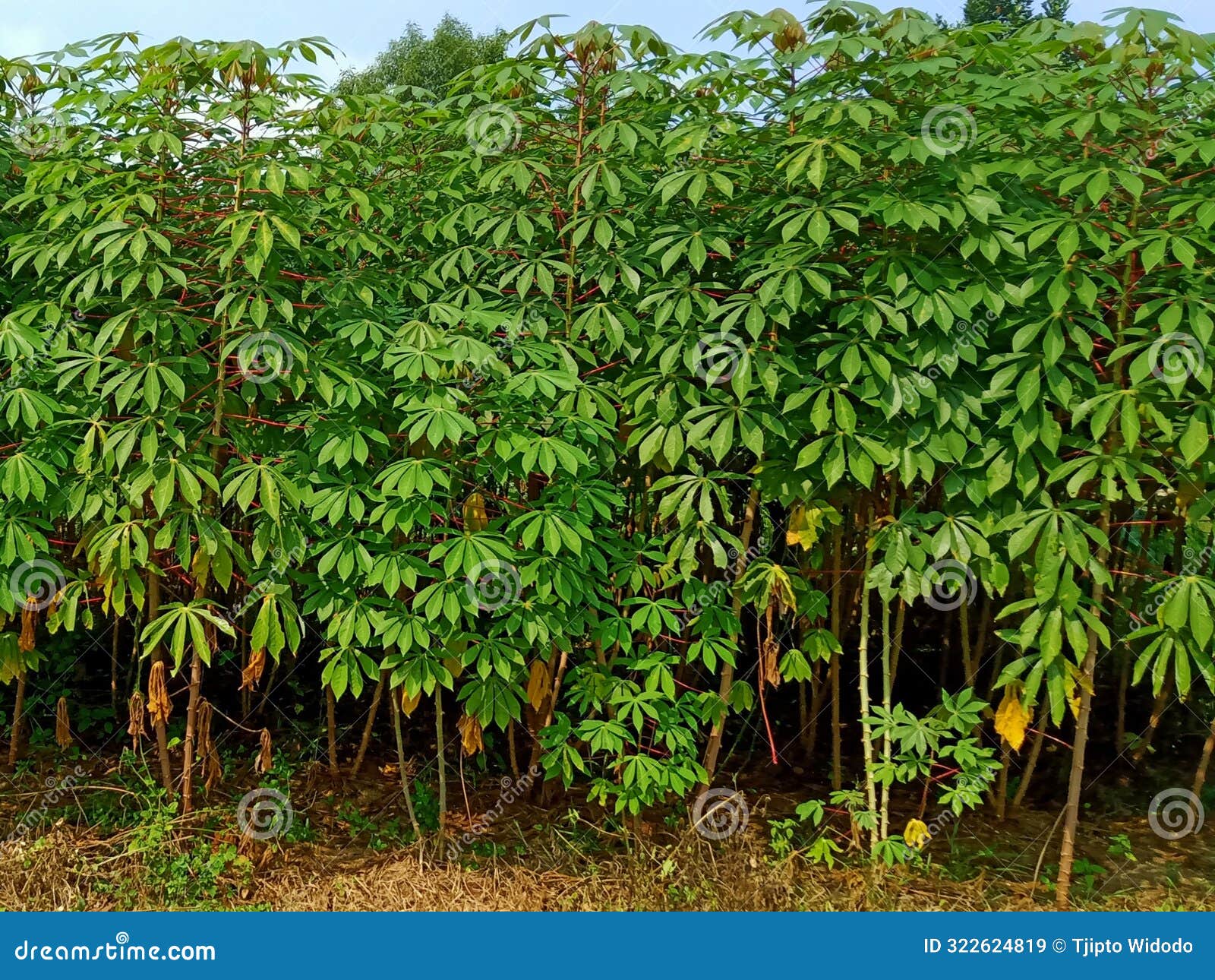Cassava Trees 02 stock image. Image of plants, tree - 322624819