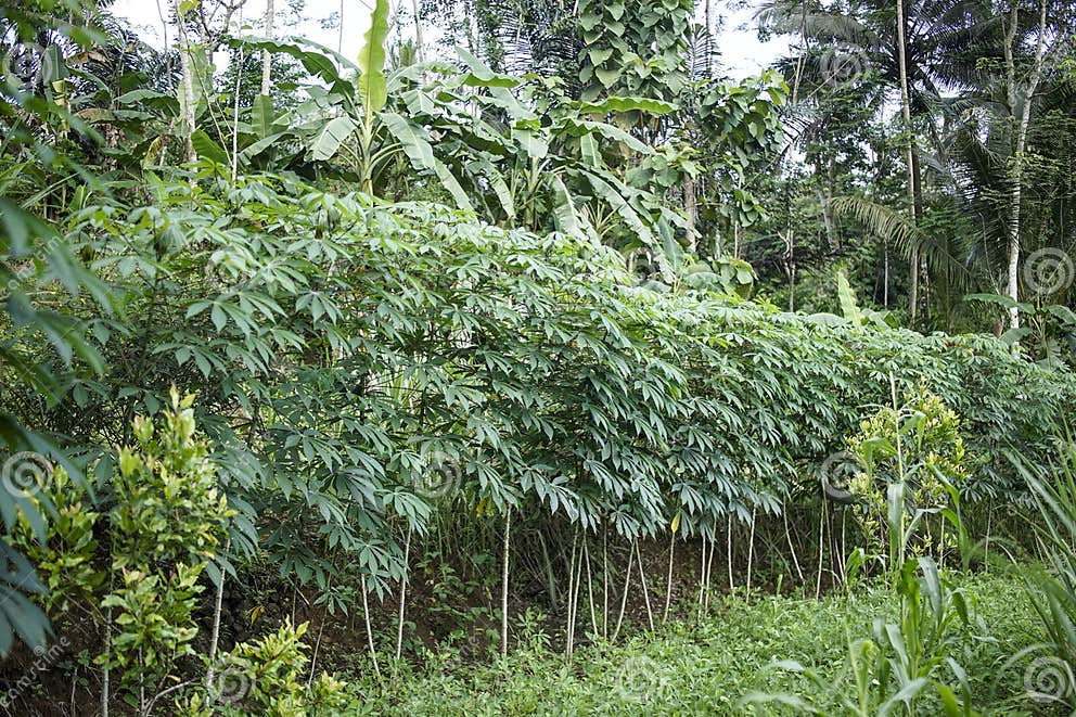 Cassava Trees Lined the Garden Stock Photo - Image of garden, nature ...