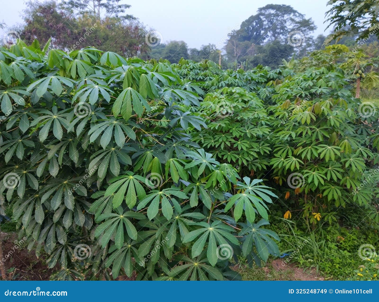 Cassava trees stock image. Image of cassava, leaves - 325248749