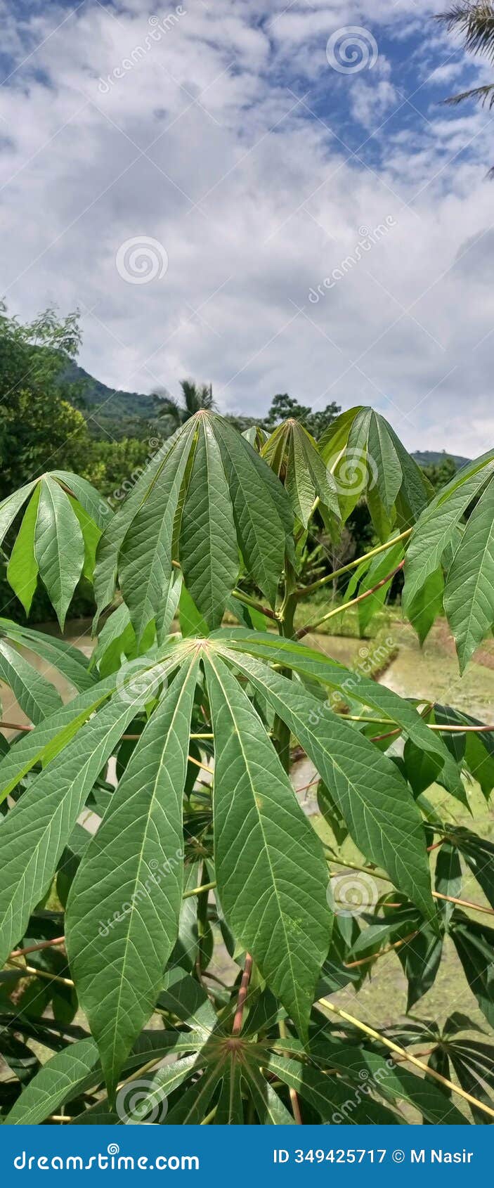 Cassava trees planted stock image. Image of evergreen - 349425717