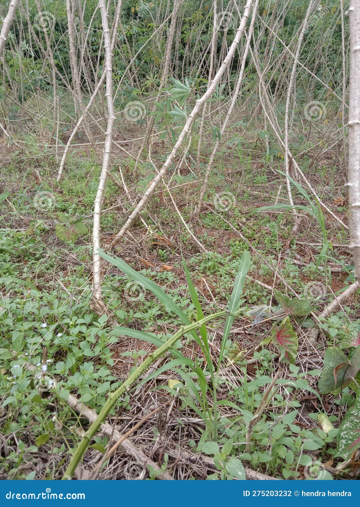 Cassava Trees that are Ready To Be Harvested are the Main Ingredients ...