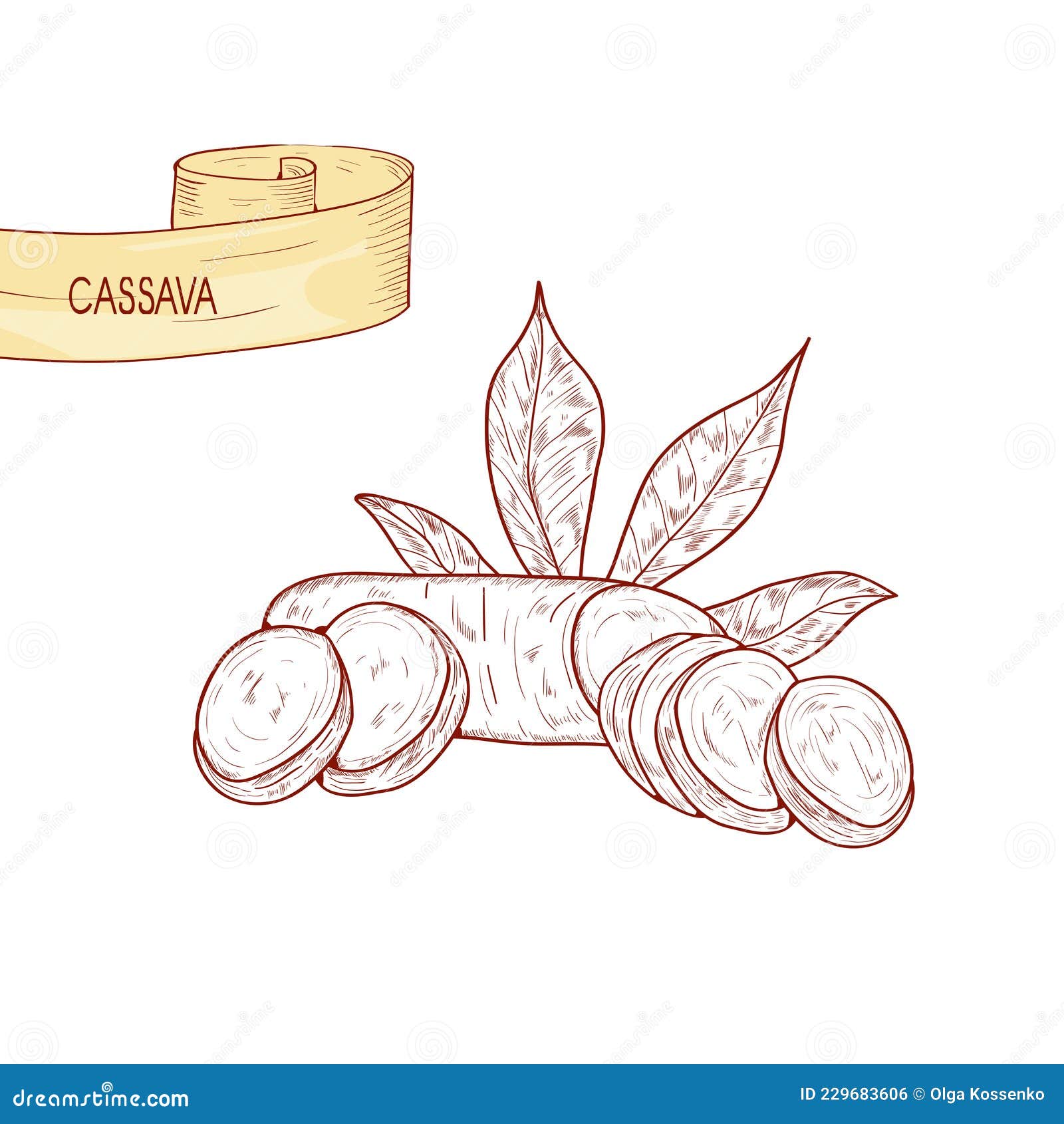 Cassava. Tuber, Leaves. Sketch. on a White Background. Stock Vector ...
