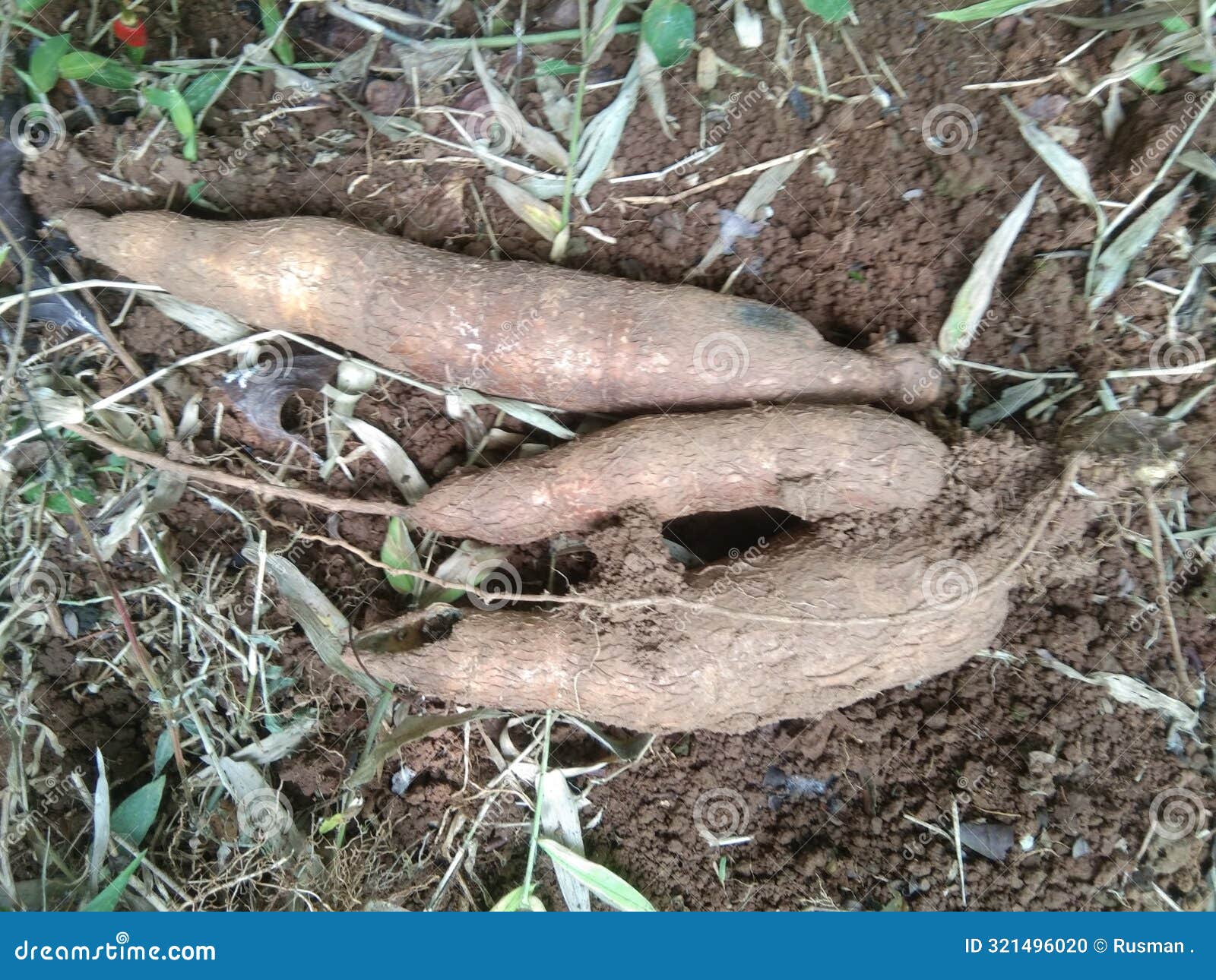 Cassava is a Type of Root Vegetable that Can Be Processed into Many ...