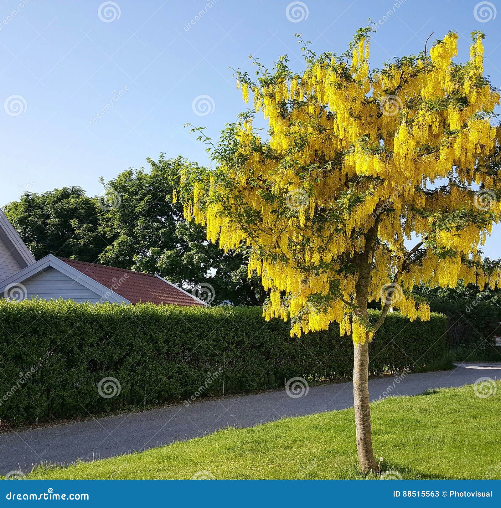 A Raw Of Bloomed Cassia Fistula, Known As The Golden Shower Tree ...
