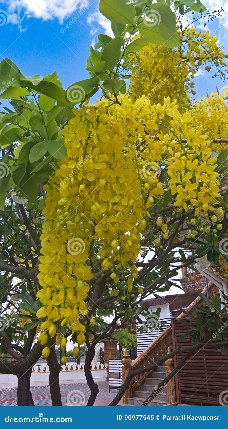 Cassia fistula flower stock image. Image of cassia, natural - 90977545