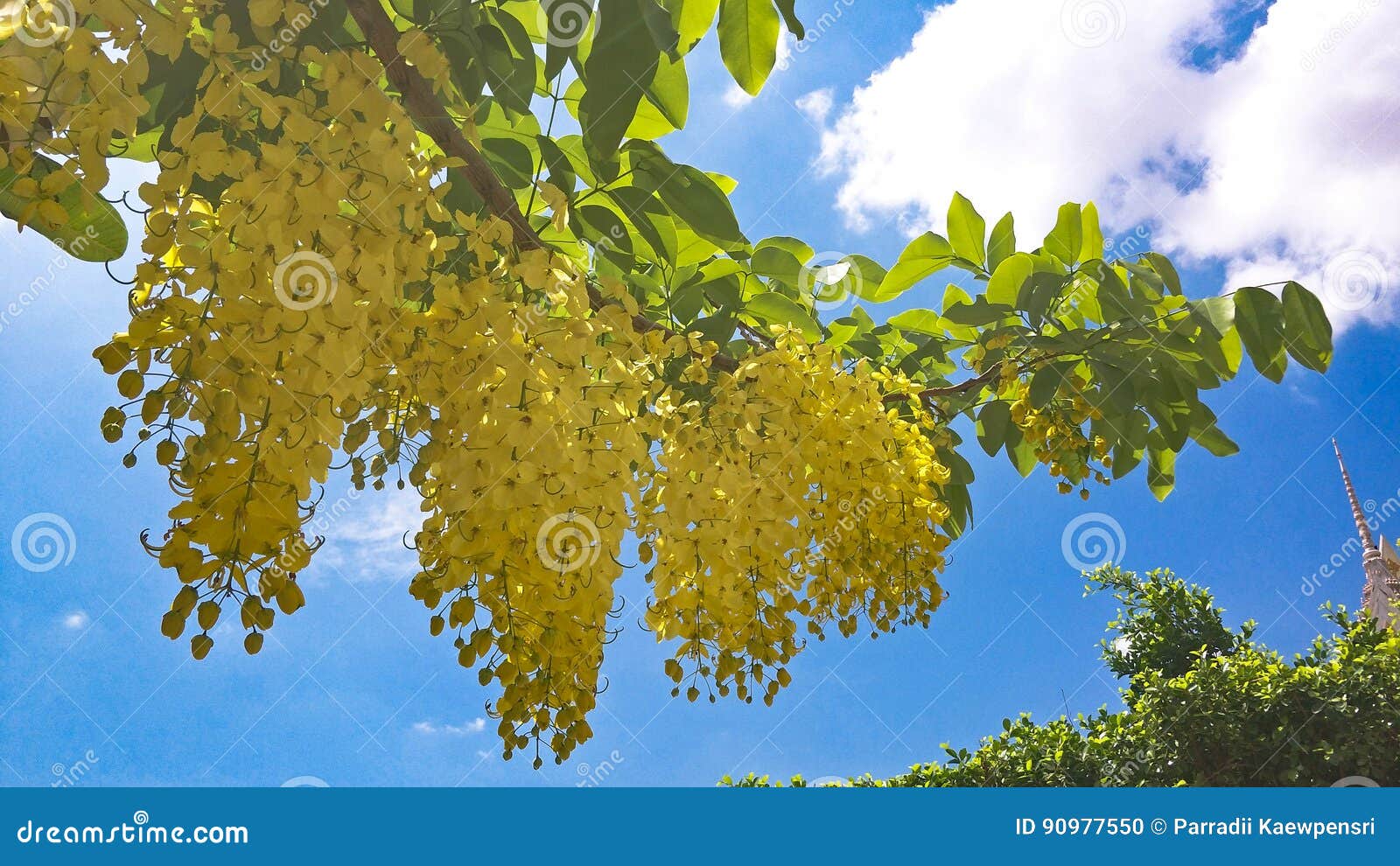 Cassia fistula flower stock photo. Image of golden, kerala - 90977550