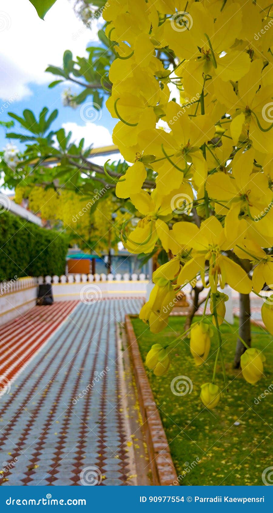 Cassia fistula flower stock photo. Image of fabaceae - 90977554