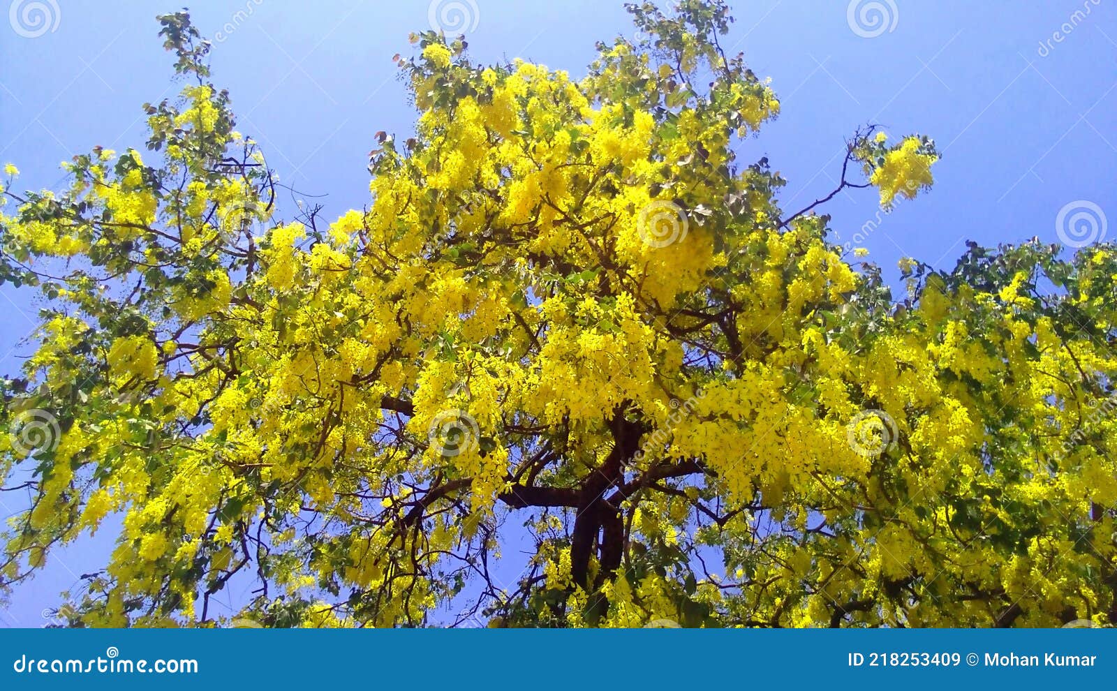 Cassia Fistula Golden Shower Purging Cassia Tree Stock Image Image Of