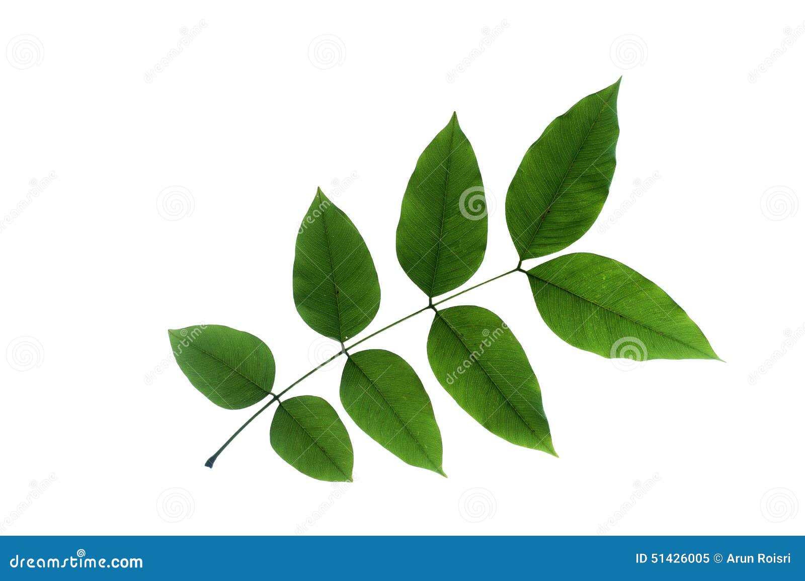 Cassia Fistula Leaf