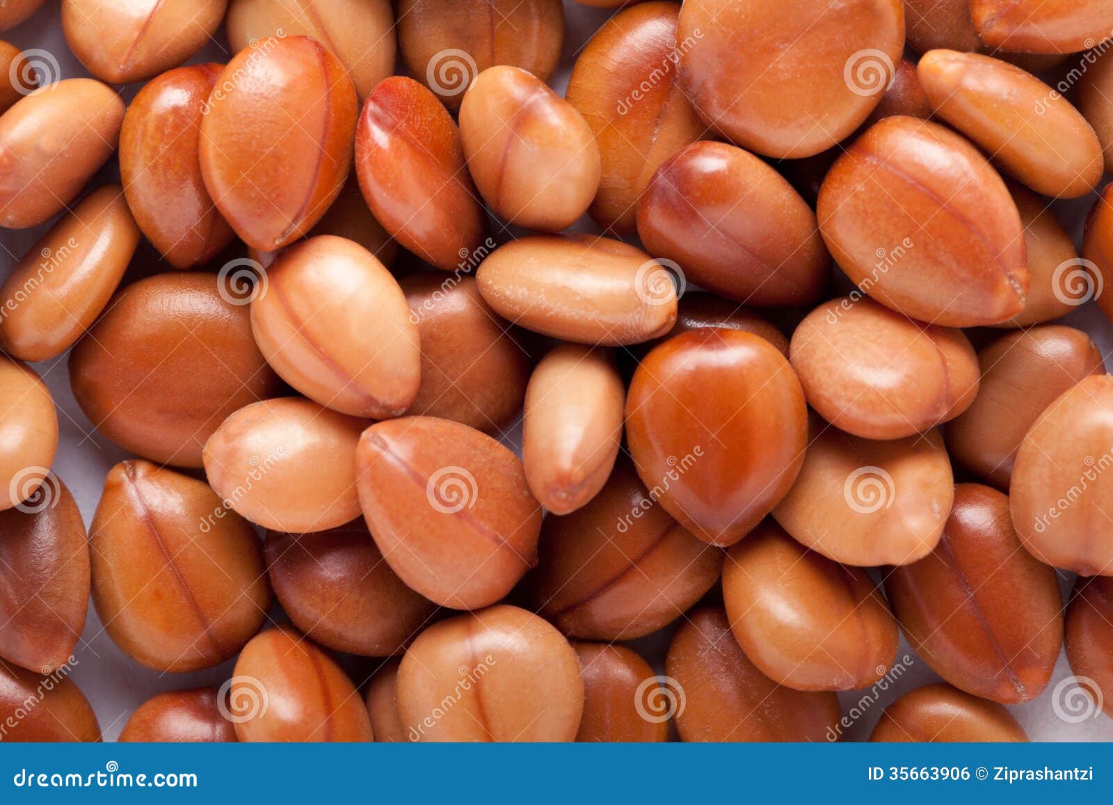 Cassia Fistula Known As Golden Shower, Purging Cassia, Indian Laburnum ...