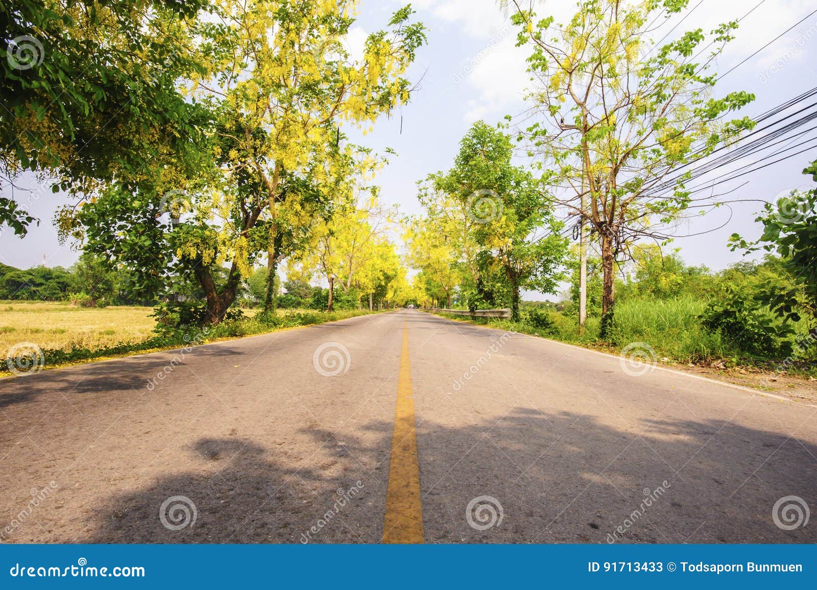 Tree On Roadside Royalty-Free Stock Photography | CartoonDealer.com ...