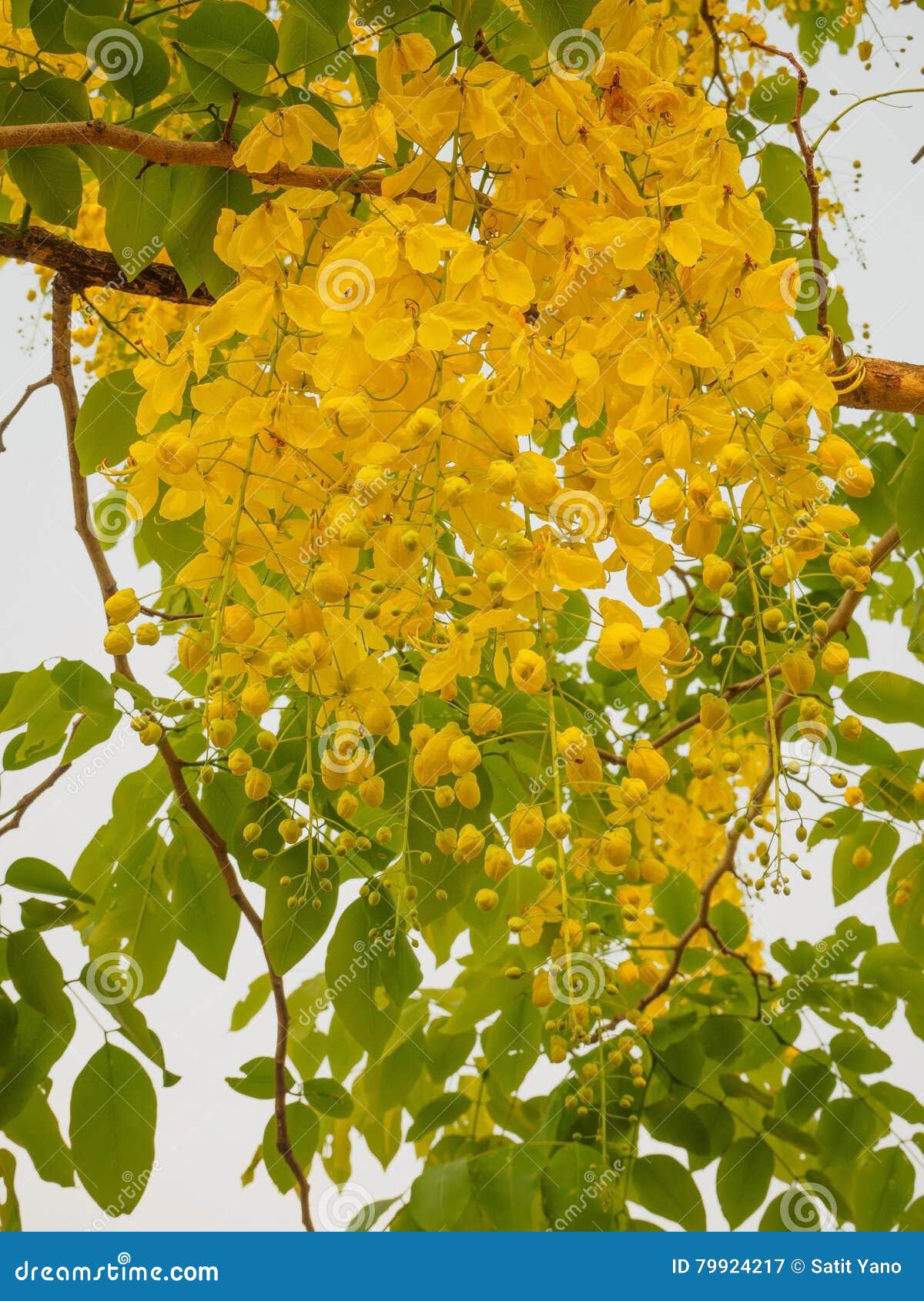 Cassia fistula stock image. Image of flora, branch, trees - 79924217