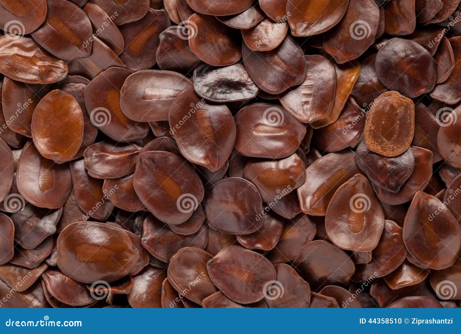 Cassia siamea seed stock photo. Image of medicinal, collection - 44358510