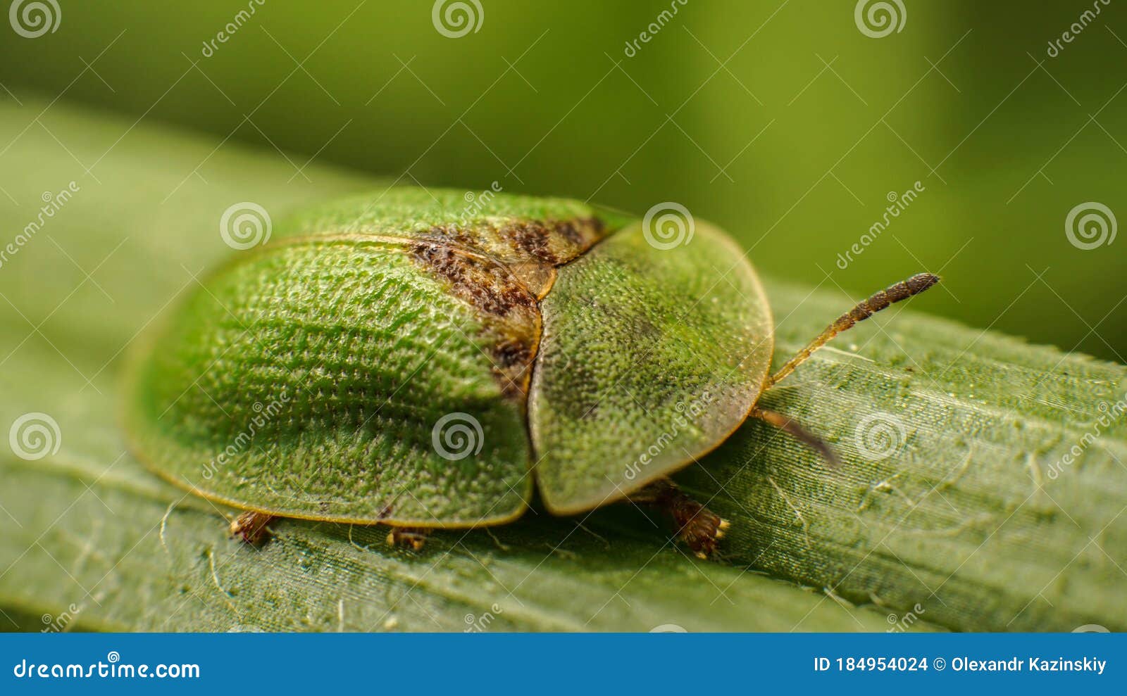 Cassida Rubiginosa Tortoise Beetle Head And Eyes Royalty-Free Stock ...