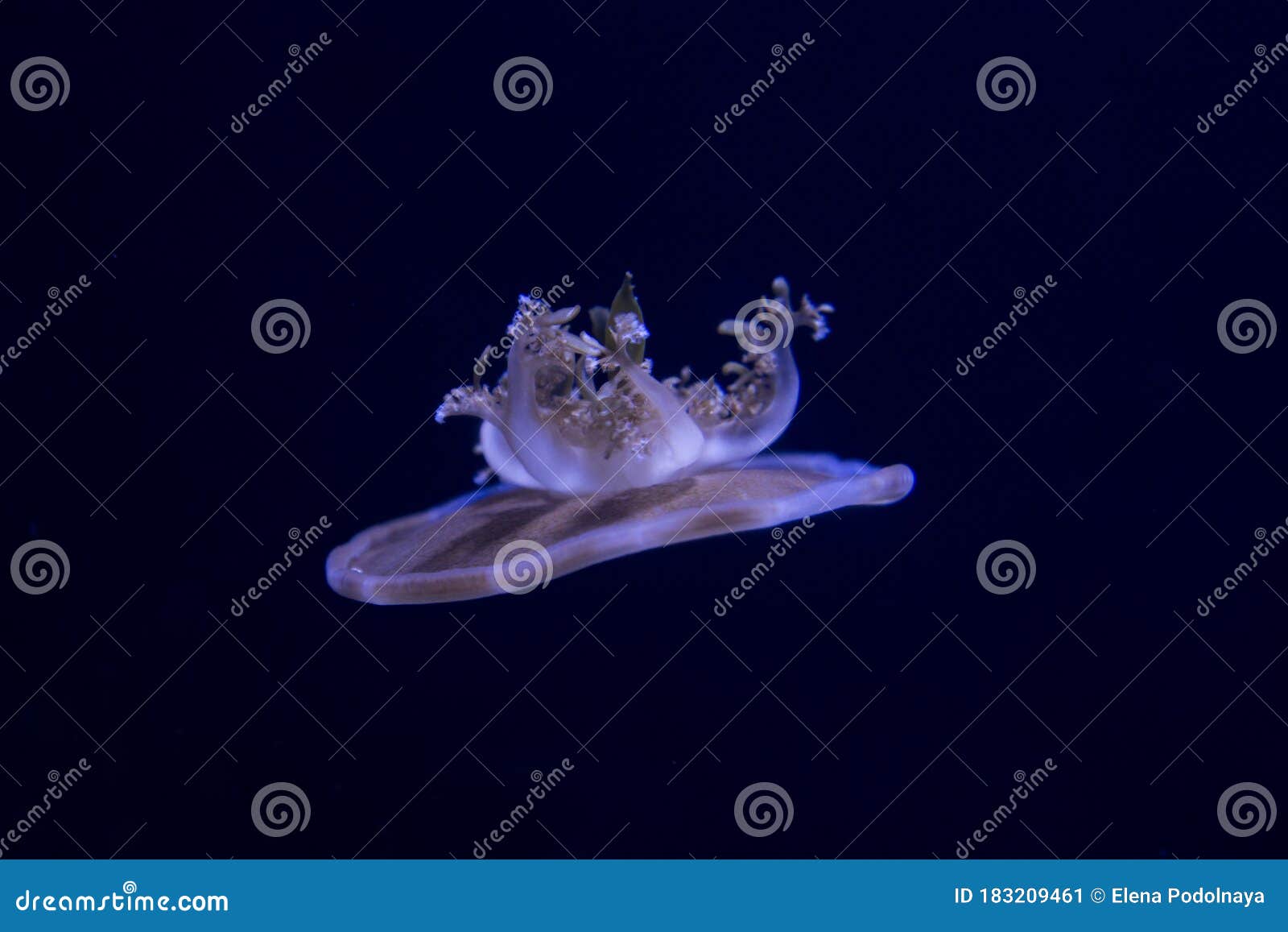 The Cassiopea Andromeda Upside-down Jellyfish. Stock Image ...