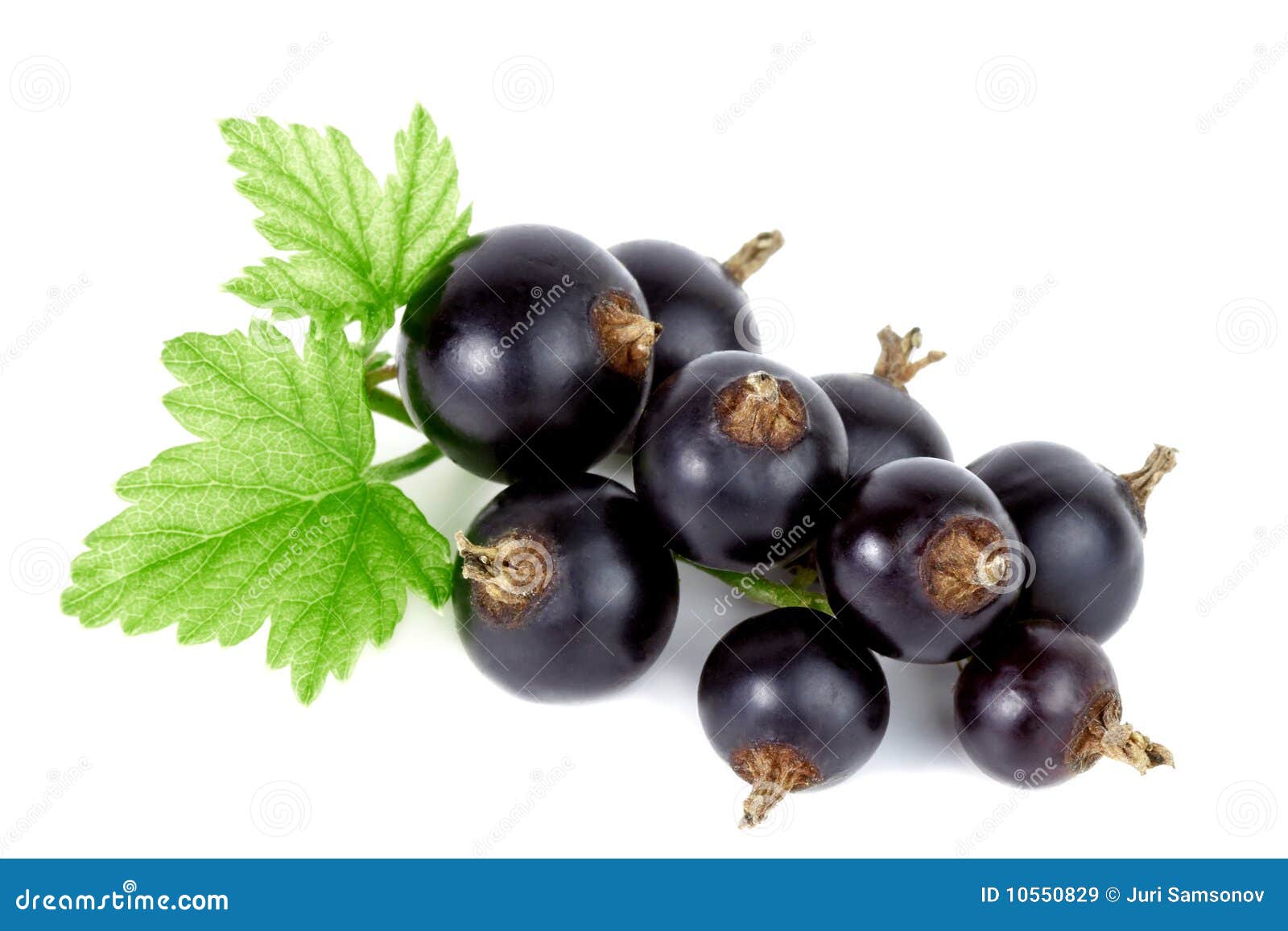 Cassis. image stock. Image du fruits, lame, baie, vitamine - 10550829