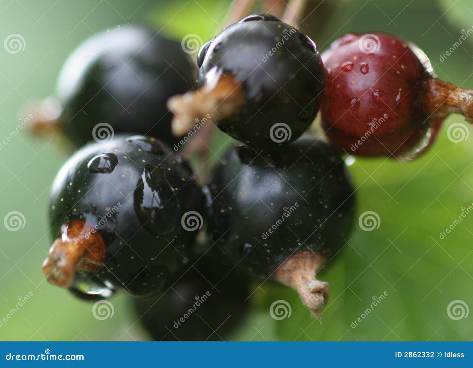 Cassis photo stock. Image du mangeable, savoureux, délicieux - 2862332