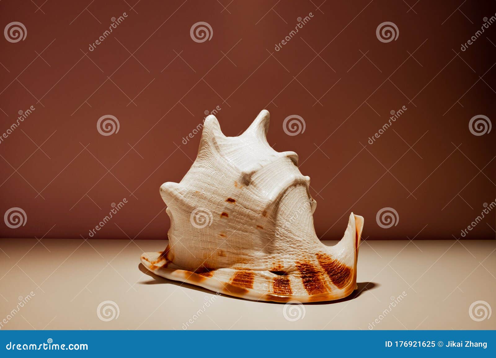 Cassis cornuta stock image. Image of horned, snail, shell - 176921625