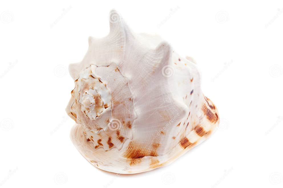 Cassis Cornuta sea shell stock image. Image of anfractuous - 21388801