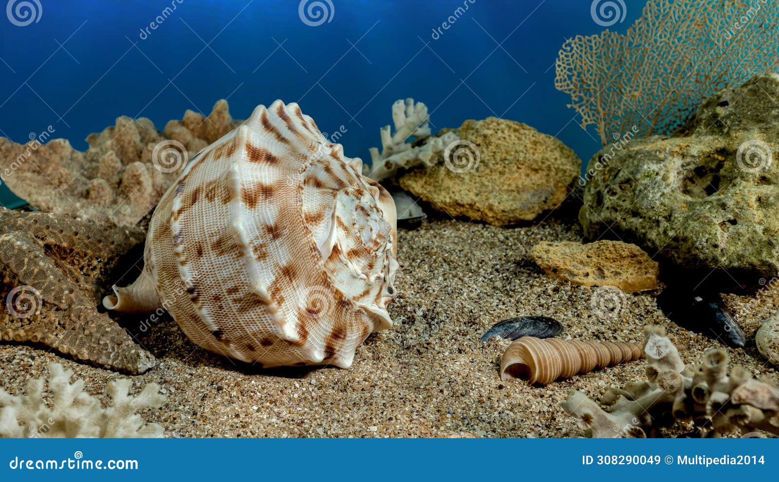 Cassis Cornuta Shell on the Sand Underwater Stock Image - Image of ...