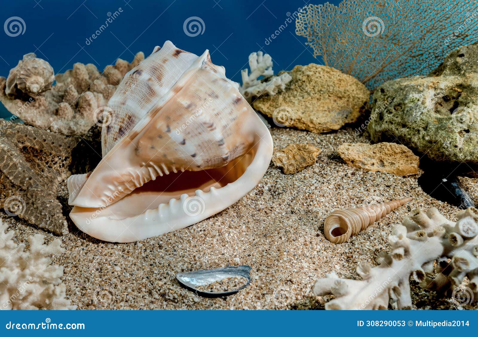 Cassis Cornuta Shell on the Sand Underwater Stock Image - Image of ...