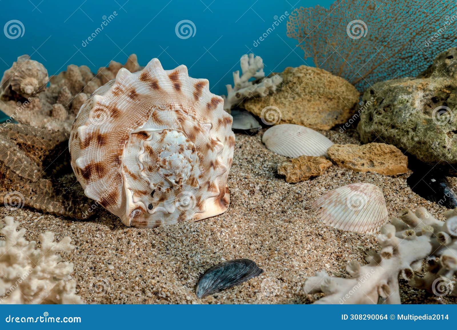 Cassis Cornuta Shell on the Sand Underwater Stock Photo - Image of ...