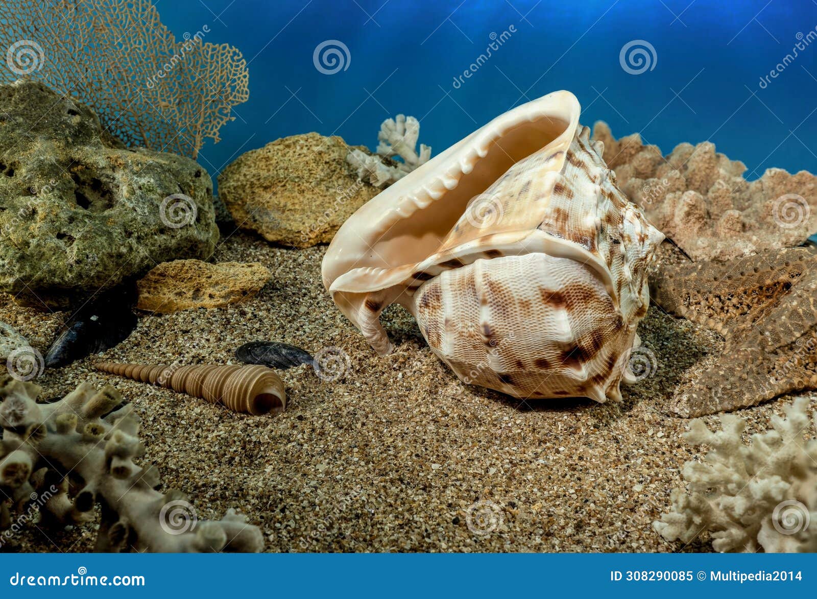 Cassis Cornuta Shell on the Sand Underwater Stock Image - Image of ...