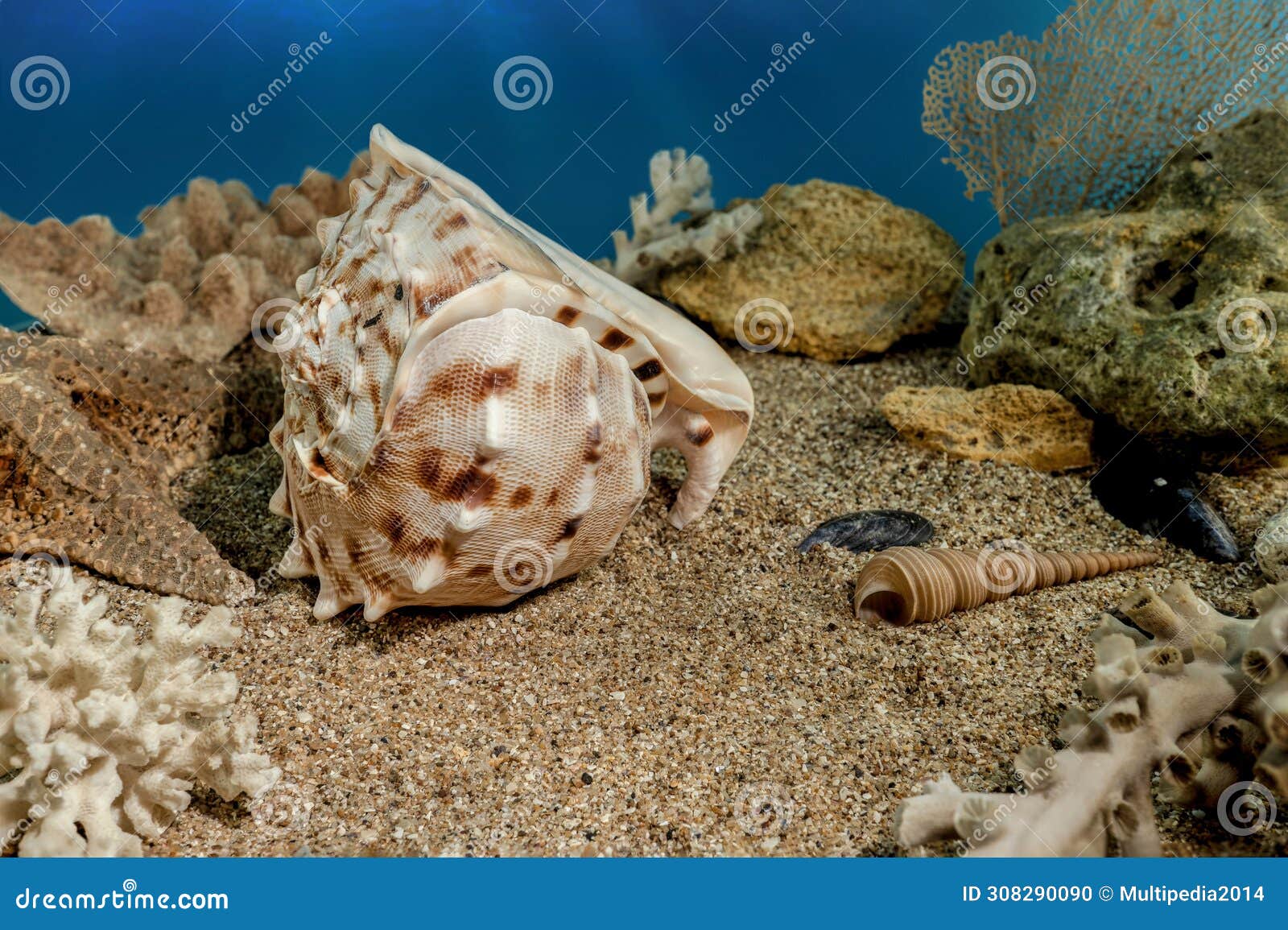 Cassis Cornuta Shell on the Sand Underwater Stock Photo - Image of ...