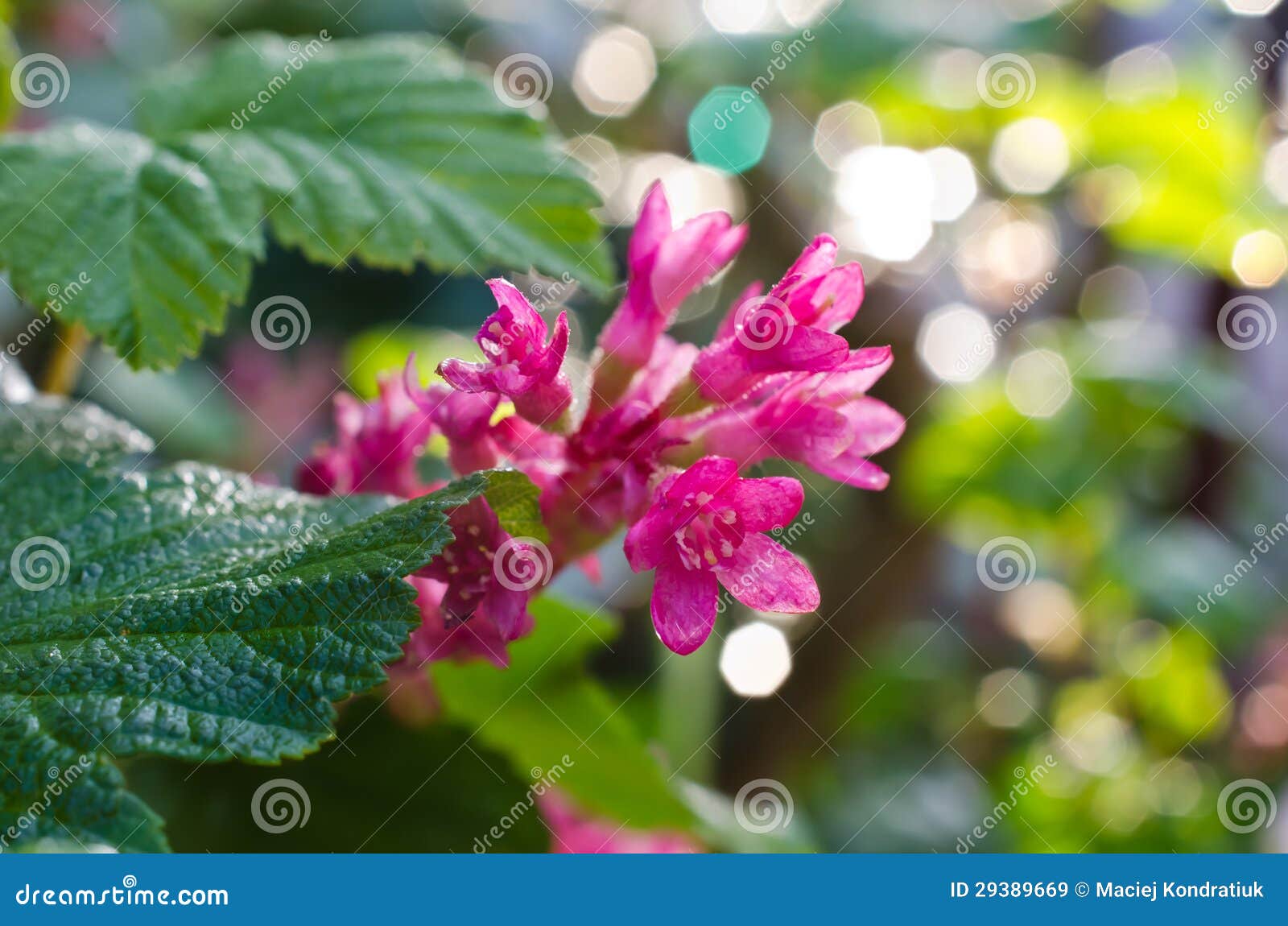 Cassis de fleur de source image stock. Image du lumineux - 29389669