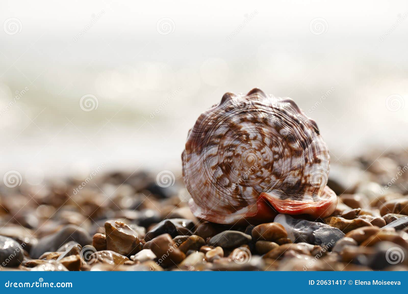 Cassis Rufa Seashell on Sea Pebbles Stock Image - Image of cassis ...