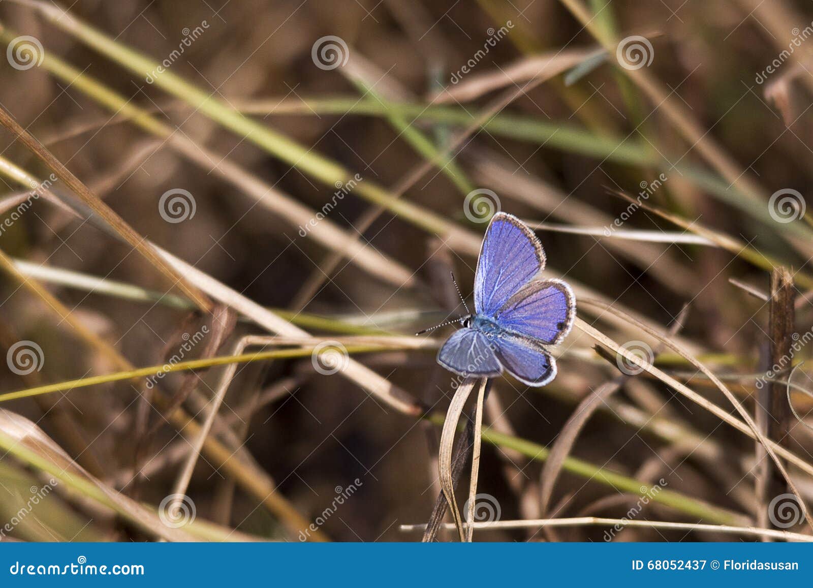 Cassius Blue Butterfly, Florida Stock Image - Image of flutterbies ...