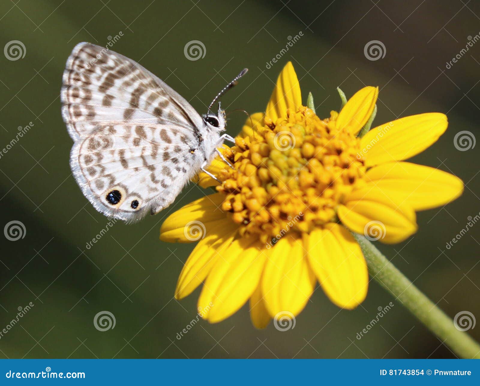 Cassius Blue Butterfly stock photo. Image of feeding - 81743854