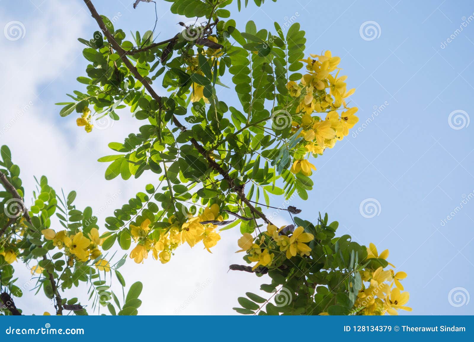 Cassod Tree; Cassia Siamea with Flower Stock Image - Image of flora ...