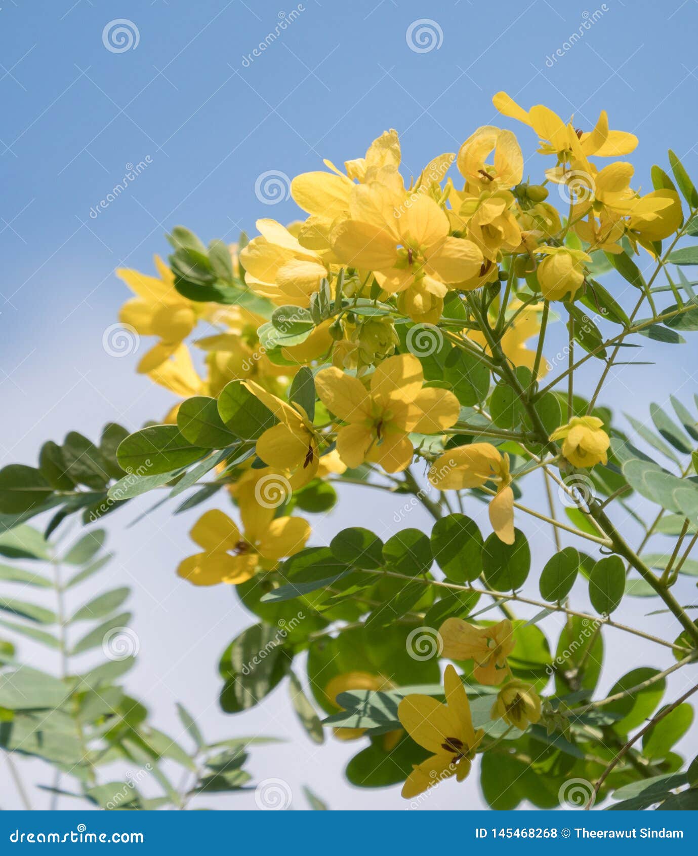 Cassod Tree; Cassia Siamese with Flower Stock Photo - Image of siamea ...