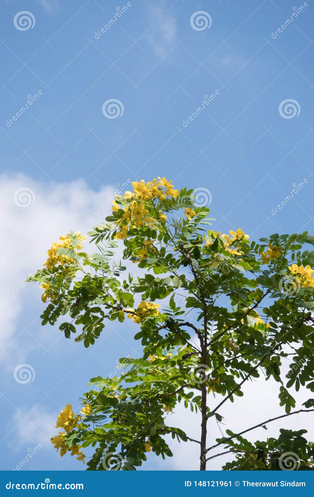 Cassod Tree; Cassia Siamea with Flower Stock Image - Image of flora ...