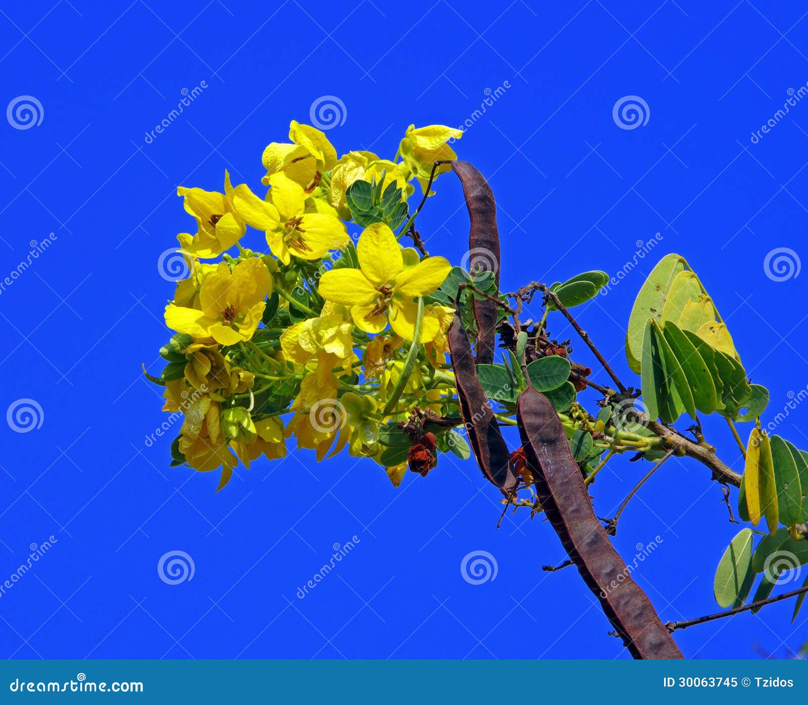 Cassod Tree Scientific Name: Senna Siamea Leaves On Trees. Stock Image ...