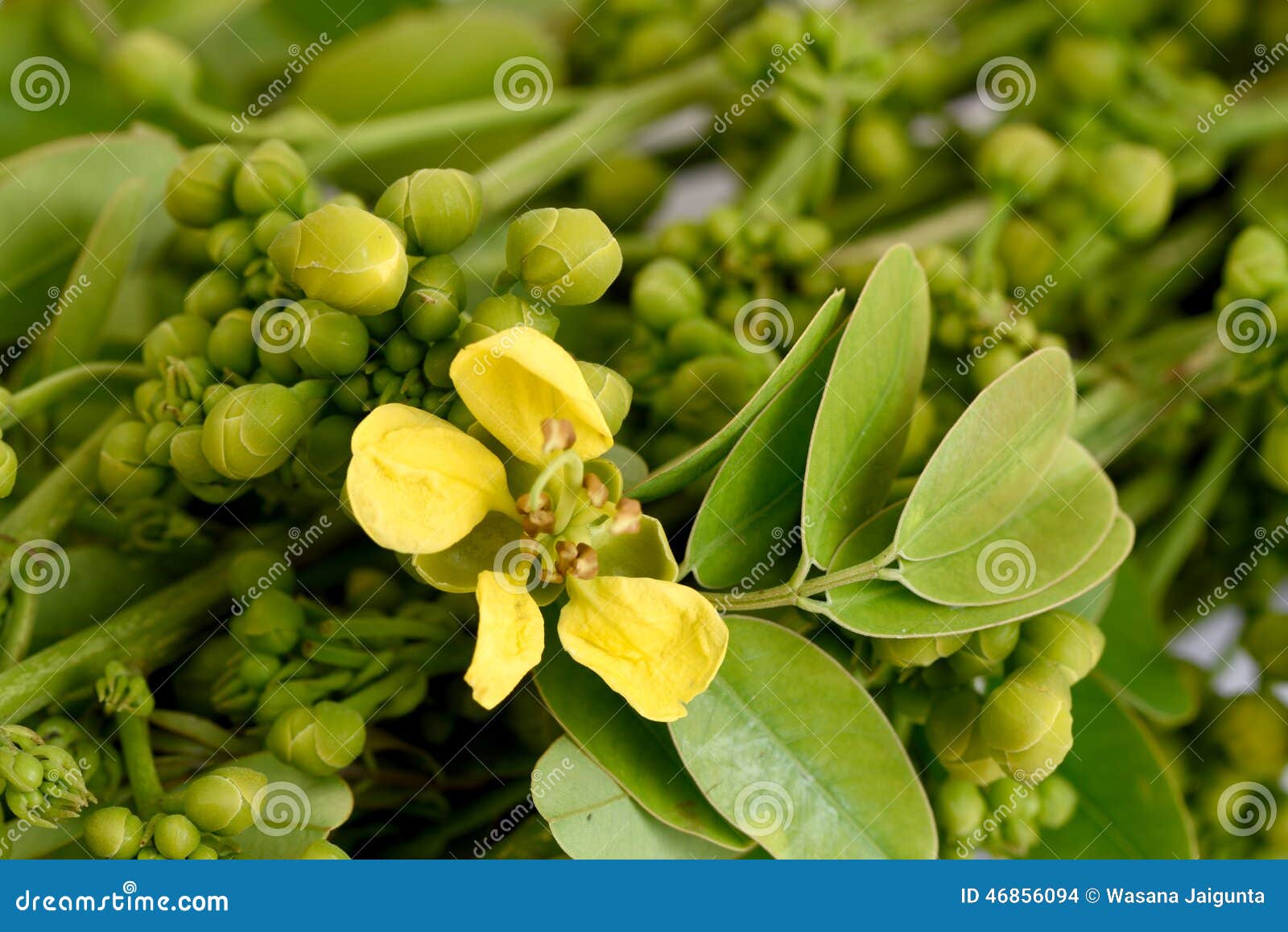Cassod Tree, Thai Copper Pod (Senna Siamea (Lam.) Irwin & Barneby ...