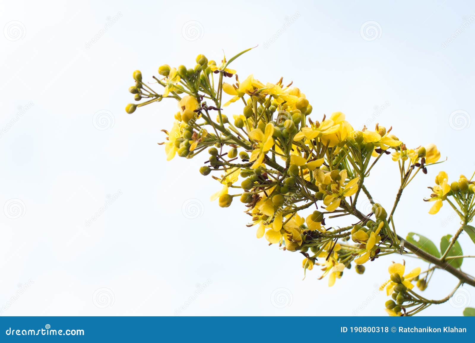 Cassod Tree, Thai Copper Pod Flower. Stock Photo - Image of herbs ...