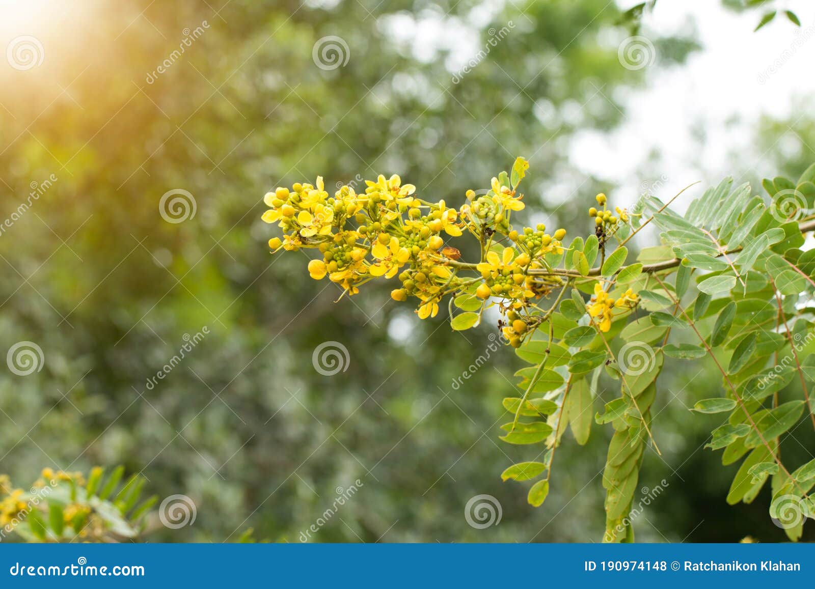 Cassod Tree, Thai Copper Pod. Stock Photo - Image of barakol, herbs ...