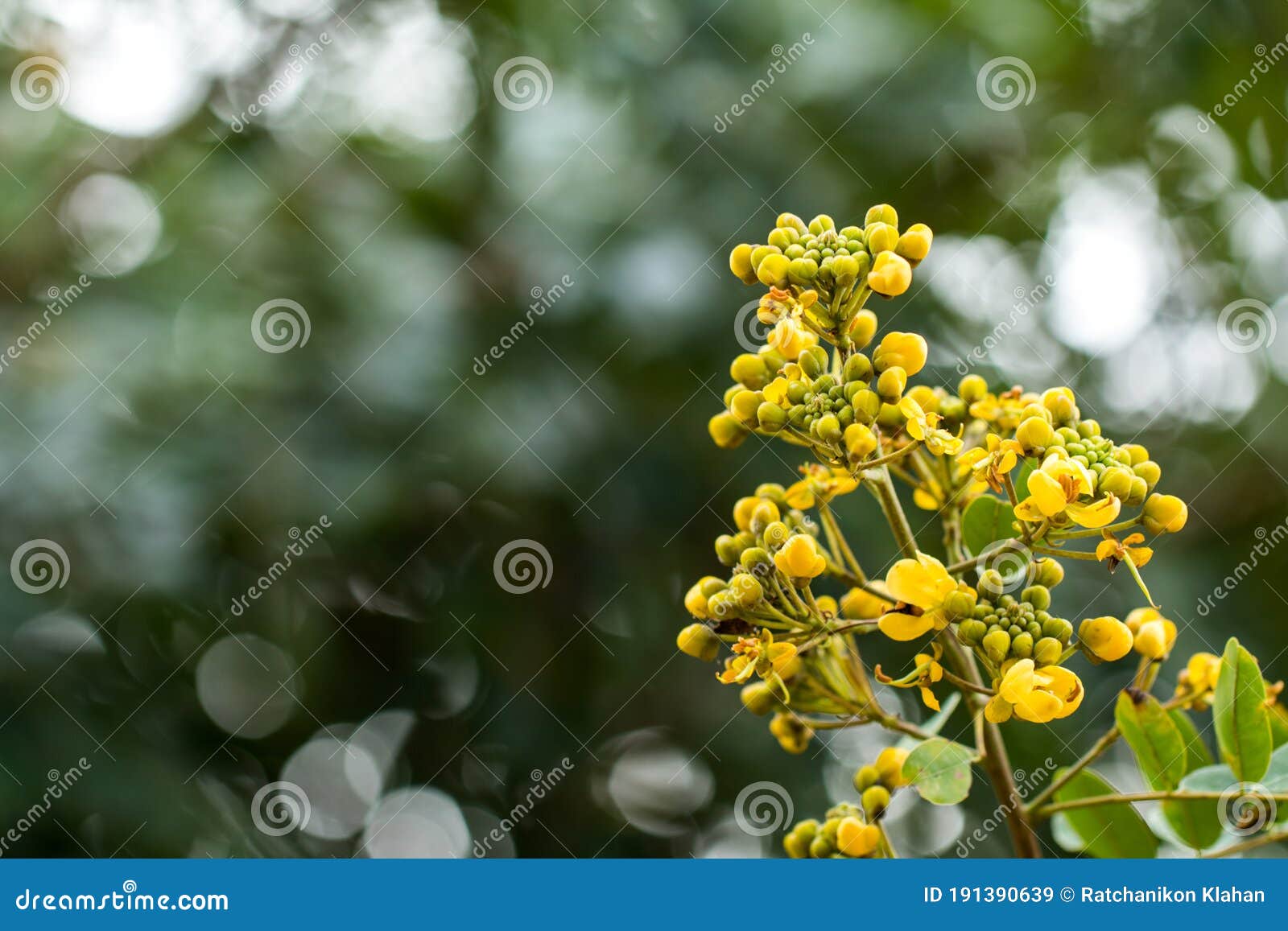 Cassod Tree, Thai Copper Pod Flower. Stock Image - Image of trees ...