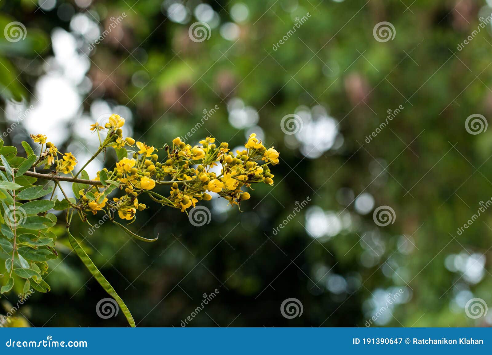 Cassod Flower on Tree, Thai Copper Pod Flower Bunch Stock Image - Image ...