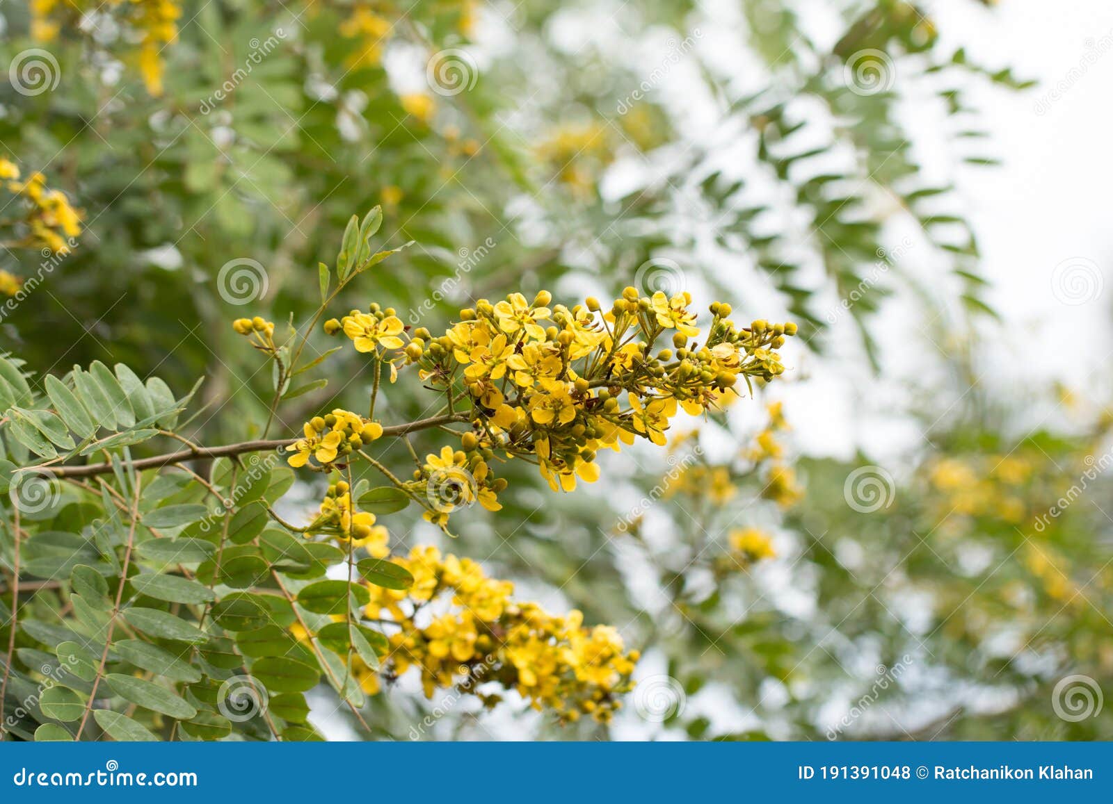 Cassod Tree, Thai Copper Pod. Stock Photo - Image of aloeemodin ...