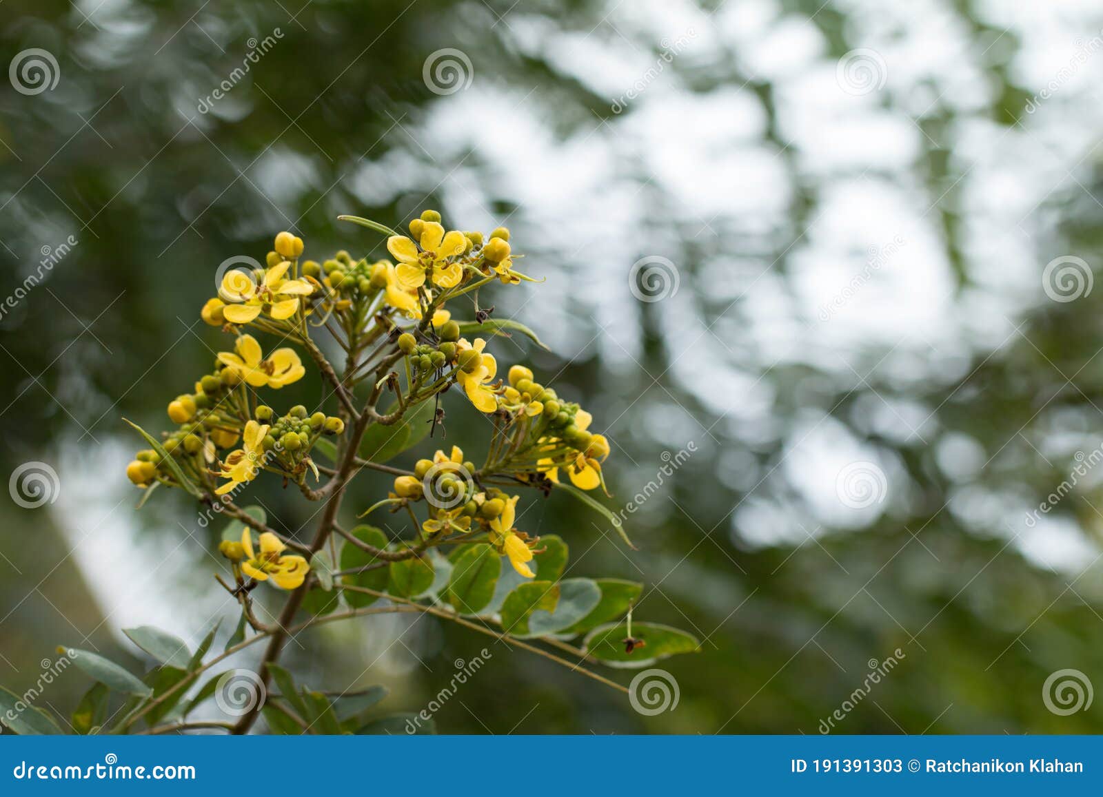 Cassod Flower on Tree, Thai Copper Pod Flower Bunch Stock Image - Image ...