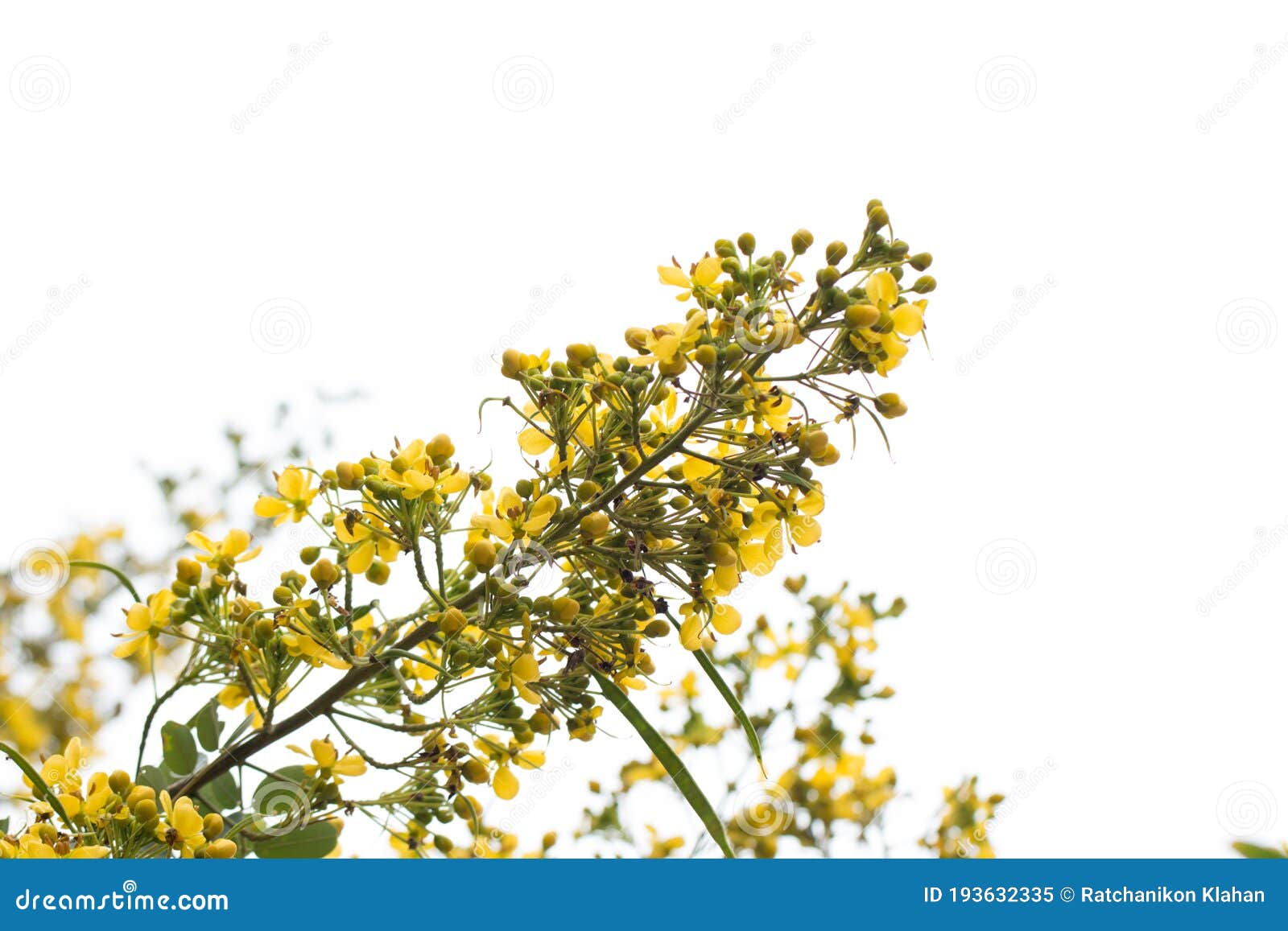 Cassod Tree, Thai Copper Pod Senna Siameaâ€‹ Stock Image - Image of ...