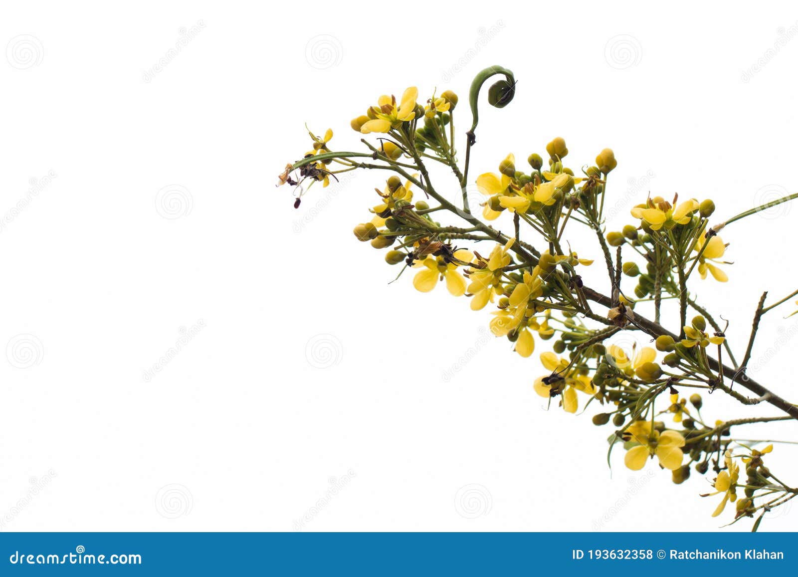 Cassod Tree, Thai Copper Pod Senna Siameaâ€‹ Stock Photo - Image of ...