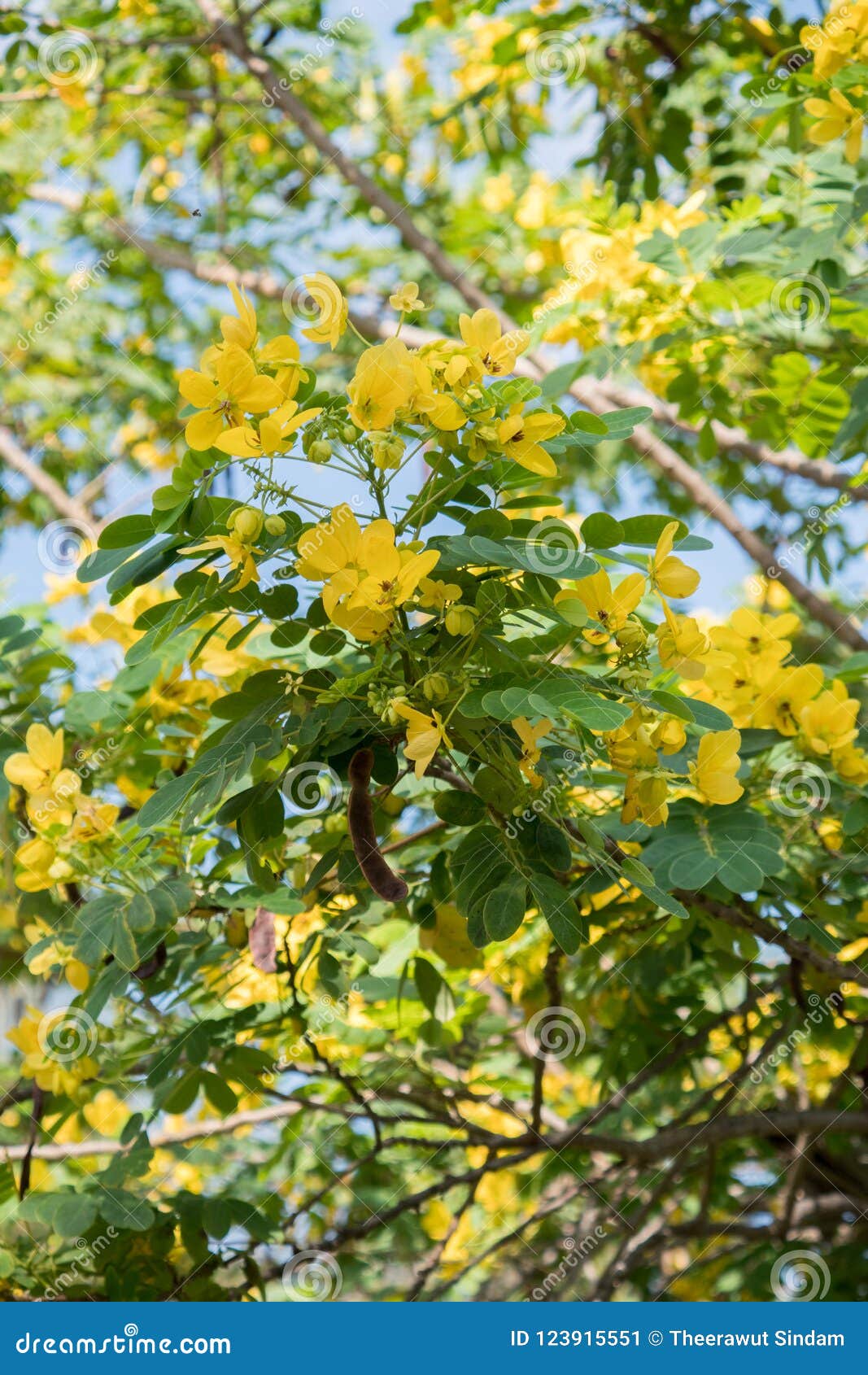 Cassod Tree;yellow Cassia Siamea with Flower Stock Image - Image of ...