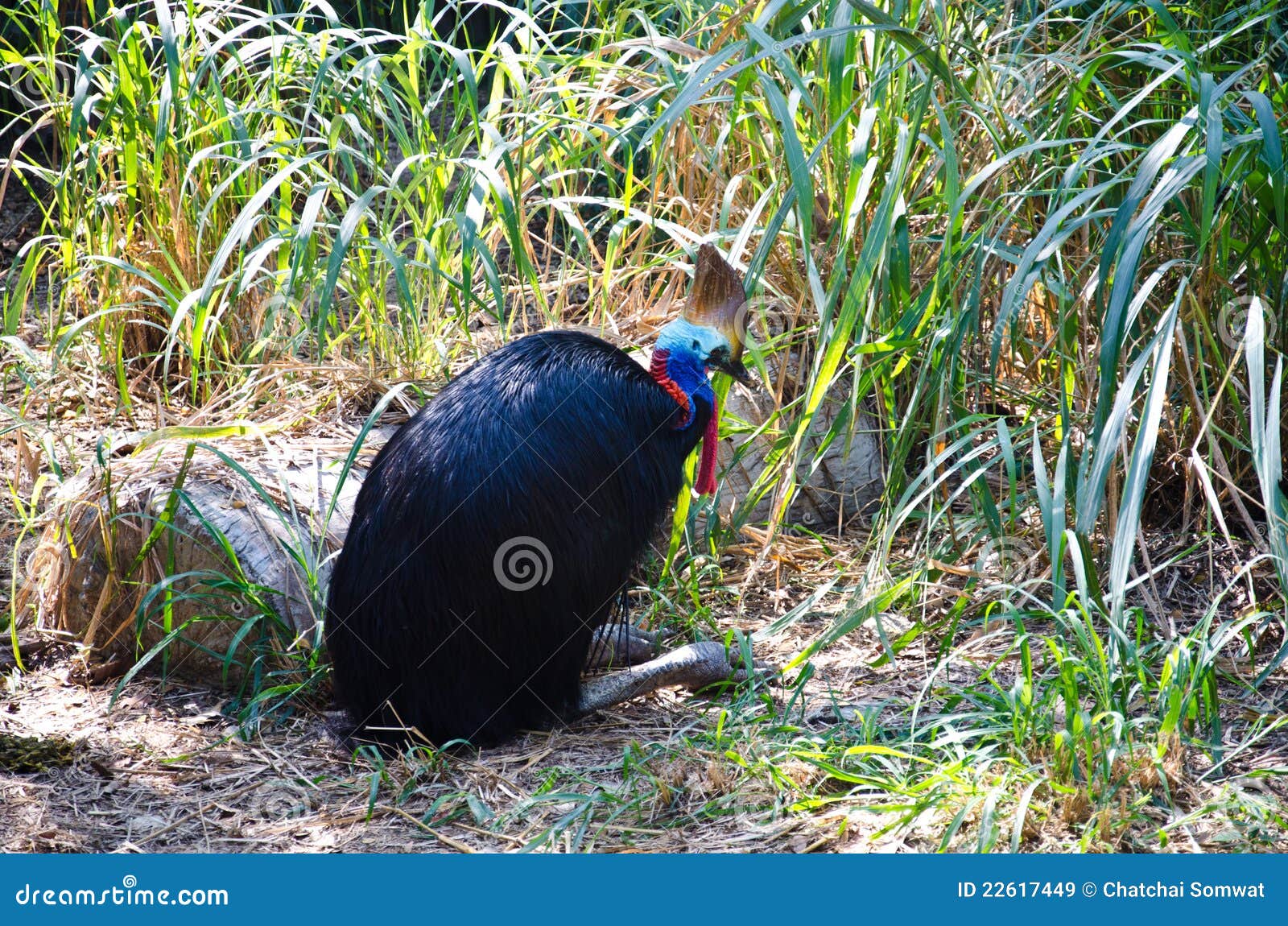 Cassowaries bird stock image. Image of curious, australian - 22617449